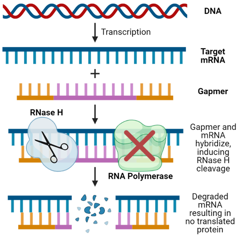 寡核苷酸药物的研发现状与展望|RNA_新浪财经_新浪网