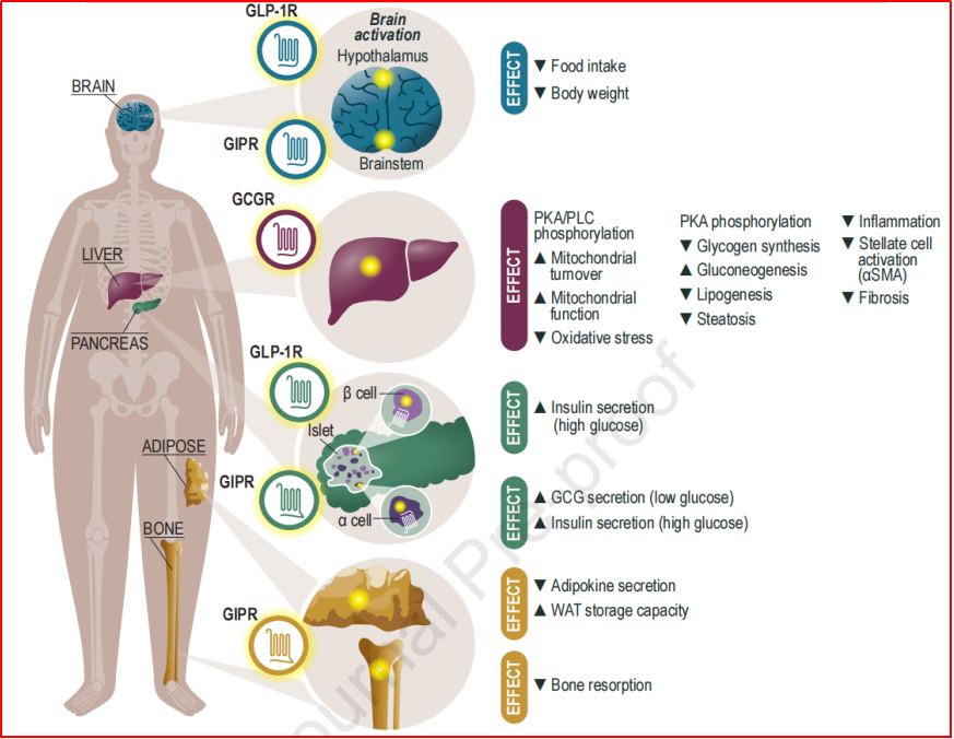 减肥药GLP-1三靶点药物开发是临床需求？还是夹缝中生存？|减肥药_新浪财经_新浪网
