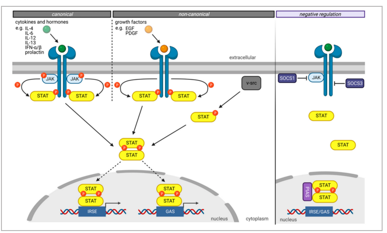 【小优细节君】P-STAT1怎么做出理想的WB条带？_新浪财经_新浪网