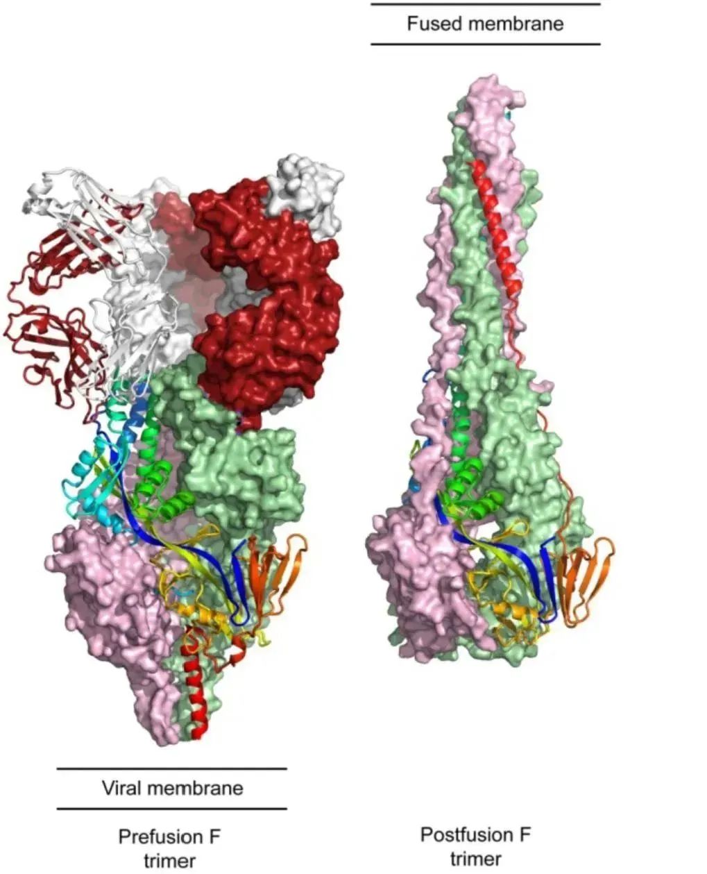 经验证的稳定RSV-pre-F三聚体蛋白--助力疫苗领域百亿蓝海市场角逐战|试剂盒_新浪财经_新浪网