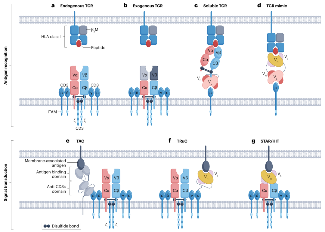 7种基于TCR疗法的分子结构|多肽_新浪财经_新浪网