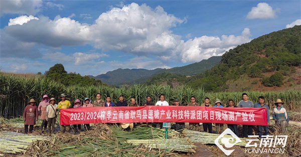 最高亩产15.28吨！“云蔗081609”再创高产水平|云南省_新浪财经_新浪网