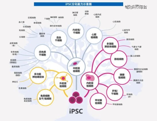 细胞治疗时代来临，iPSC如何打开新世界的大门|干细胞_新浪财经_新浪网