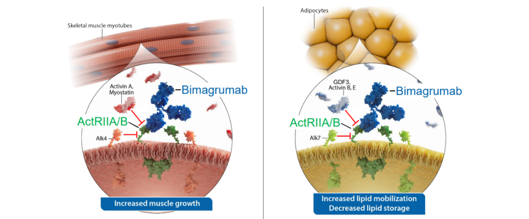 降脂又增肌 GLP-1R的“理想搭档”或将出现|体重_新浪财经_新浪网