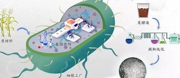 新知｜细胞工厂，万物皆可“造”？揭秘神奇的“微生物打工仔”|生物_新浪财经_新浪网