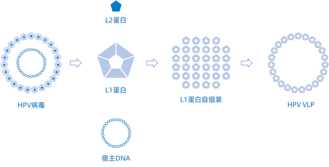 HPV疫苗纯化工艺简析_新浪财经_新浪网
