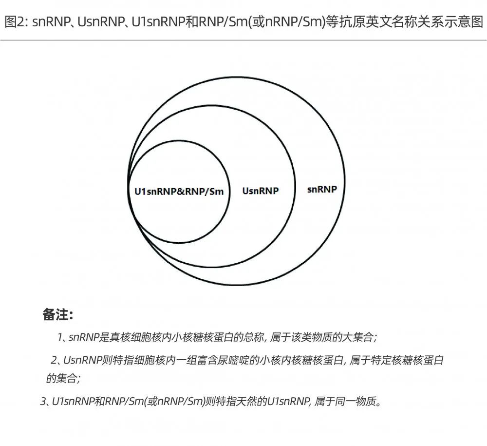 自身抗体之“你问我答”——抗RNP抗体和抗Sm抗体|核酸_新浪财经_新浪网