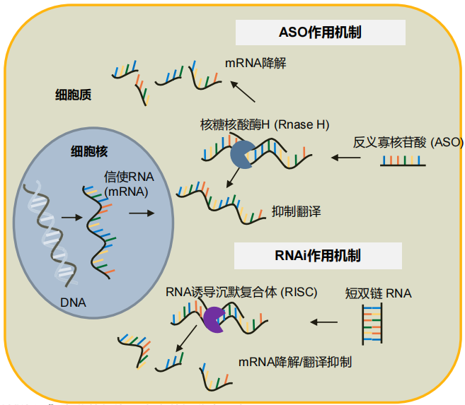 这些动物模型，为小核酸药物再添一场东风|核酸_新浪财经_新浪网