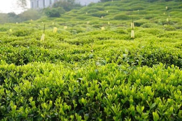 国际茶日，品一杯黄山茶！黄山市新浪财经新浪网