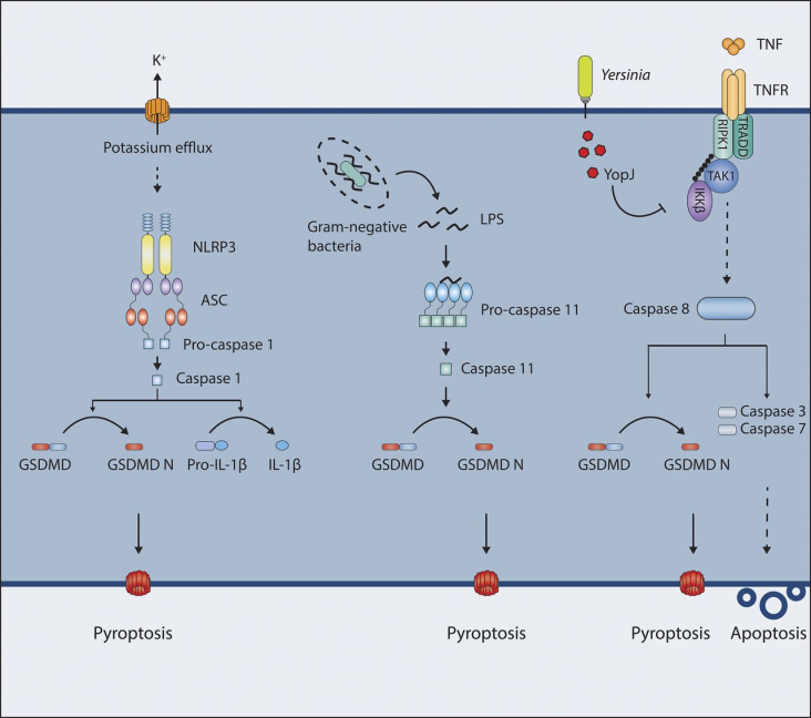 【小优细节君】焦亡研究之GSDMD检测经验分享|文献_新浪财经_新浪网