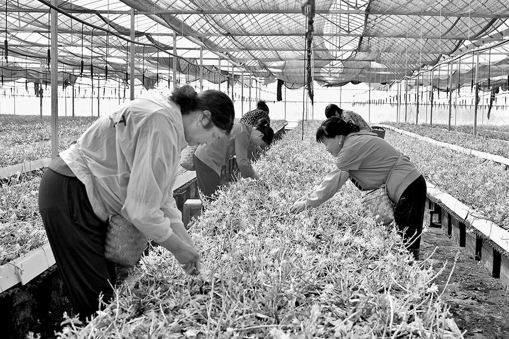 江苏省盐城市响水县黄圩镇大力发展铁皮石斛特色产业|江苏省_新浪财经_新浪网