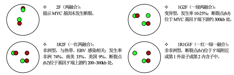Atypical pattern in FISH ｜我们正致力于解读不典型信号（淋巴瘤篇-1）|文献_新浪财经_新浪网