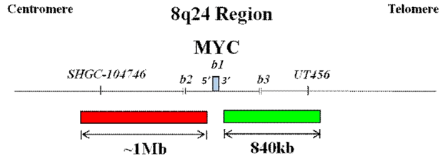 Atypical pattern in FISH ｜我们正致力于解读不典型信号（淋巴瘤篇-1）|文献_新浪财经_新浪网