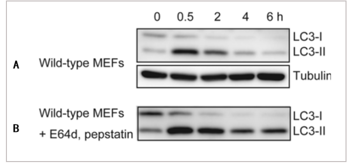 【小优细节君】LC3 Western结果分析大揭秘！_新浪财经_新浪网