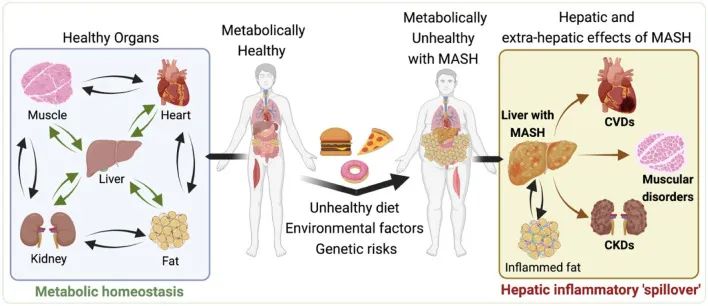 深度解析，MASH常用小鼠模型汇总_新浪财经_新浪网