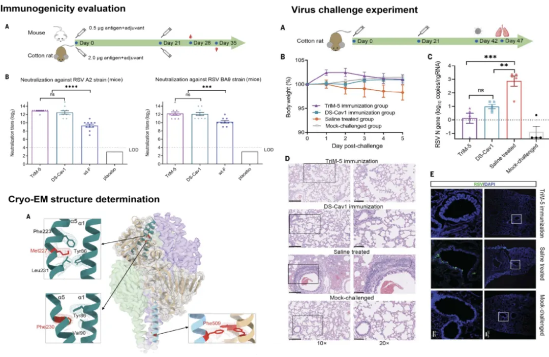 中国生物研究院最新 RSV F 蛋白相关研究成果登上《科学》杂志_新浪科技_新浪网