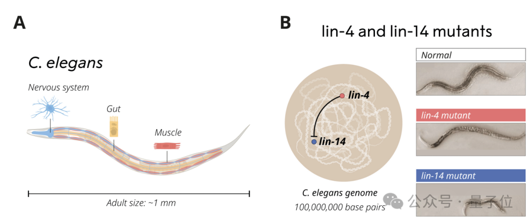哈佛混不下去的学者，32年后拿下诺奖：发现miRNA_新浪科技_新浪网