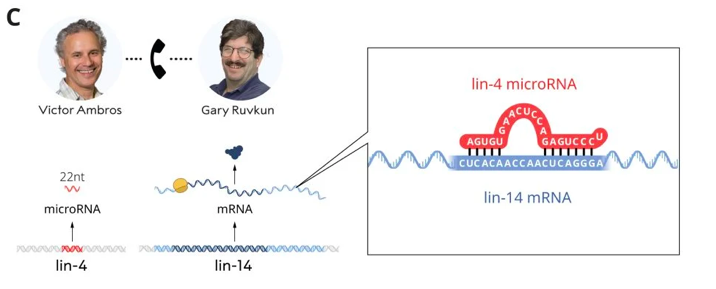 诺奖爆冷背后，“救命药”开发转向？|基因|RNA_新浪科技_新浪网