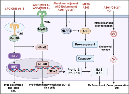 技术分享|疫苗佐剂之 CpG ODN：特性、研究进展与应用全解析_新浪财经_新浪网