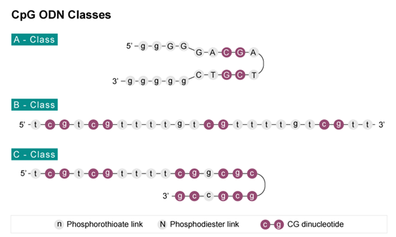 技术分享|疫苗佐剂之 CpG ODN：特性、研究进展与应用全解析_新浪财经_新浪网