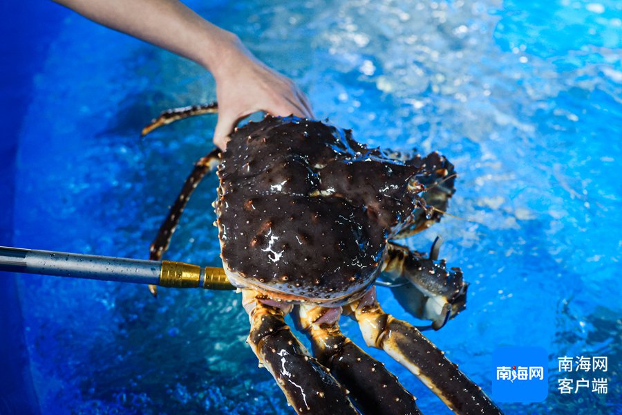 首次直飞三亚！6000斤俄罗斯鲜活帝王蟹空运到货|三亚市_新浪财经_新浪网
