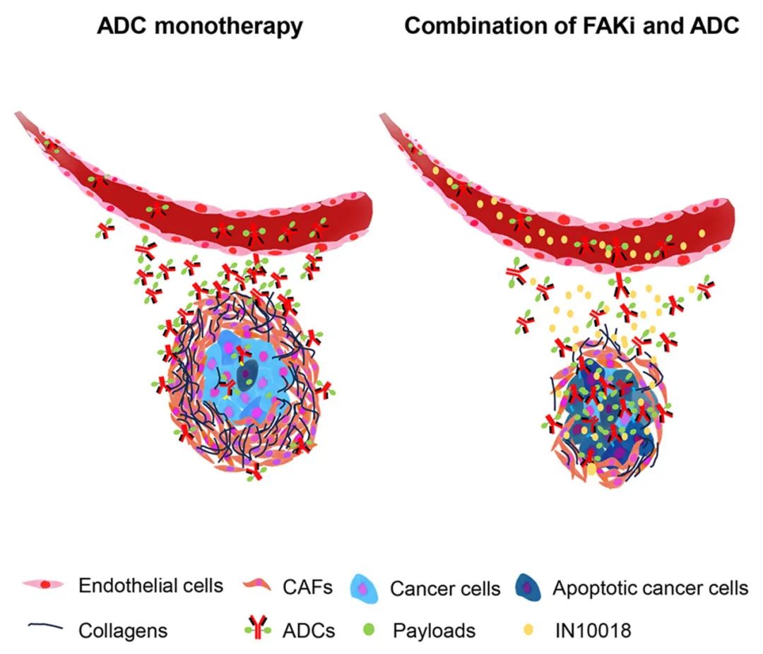 华创派 | 应世生物团队在Cell子刊iScience发表Ifebemtinib联用ADC协同增效治疗肿瘤研究|肿瘤|生物_新浪科技_新浪网