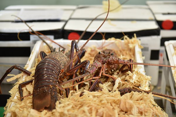 青岛机场迎来首批澳大利亚进口活龙虾|澳大利亚|青岛市|生鲜产品_新浪新闻