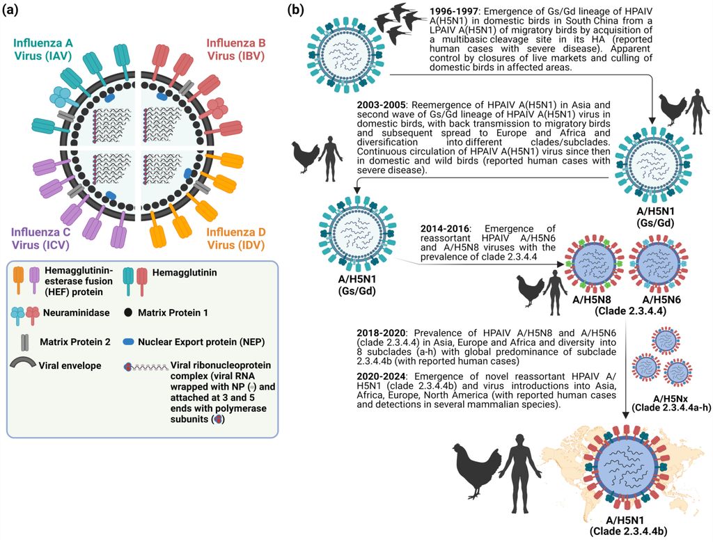 美国科学家拉响警报：新型 H5N1 禽流感病毒被发现，正威胁人类健康|美国_新浪科技_新浪网