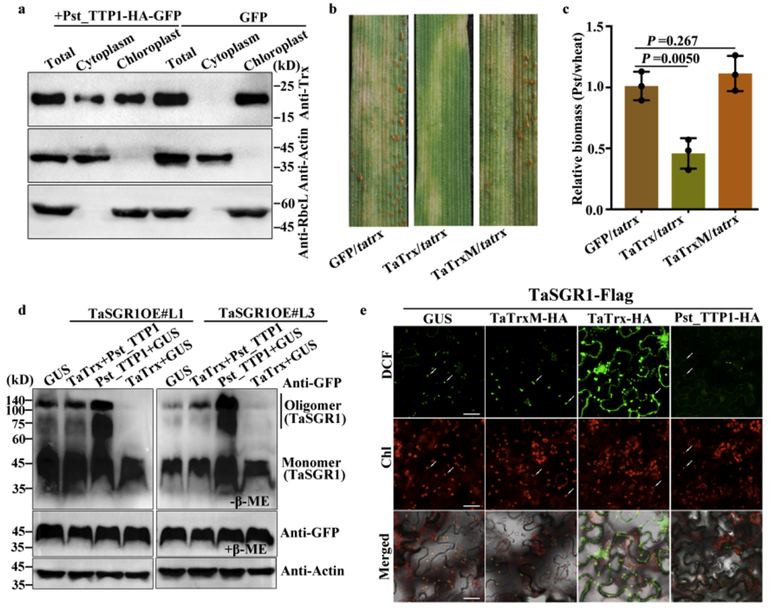 一作解读 | 小麦条锈菌抑制寄主衰老以增加感病的新机制|细胞质_新浪财经_新浪网