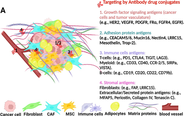 LRRC15：肿瘤治疗的新星，药企竞相布局的潜力靶点|肿瘤_新浪财经_新浪网