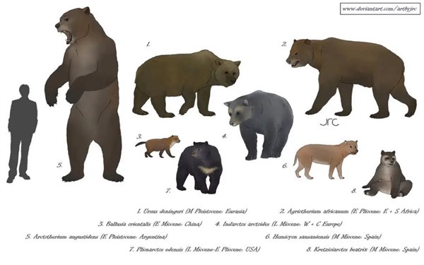 为什么非洲没有熊：可能比想象得更复杂|非洲|哺乳动物|阿特拉斯_新浪科技_新浪网