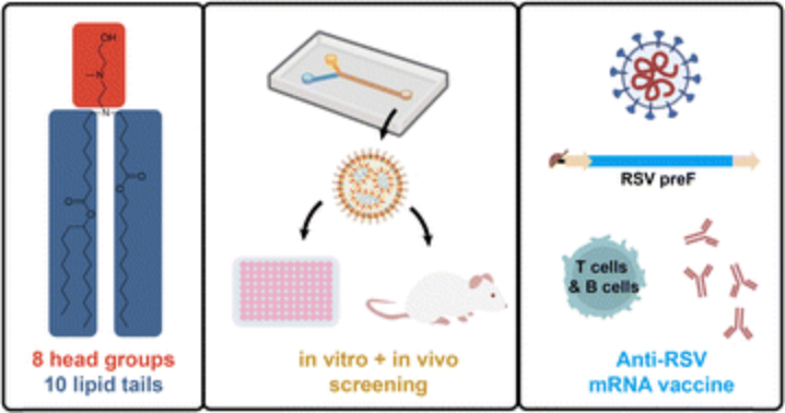 封面论文！悦康递送平台再突破：新型LNP让mRNA疫苗“精准驻留”肌肉，明显减少肝脏蓄积，RSV疫苗效力飙升|论文_新浪财经_新浪网
