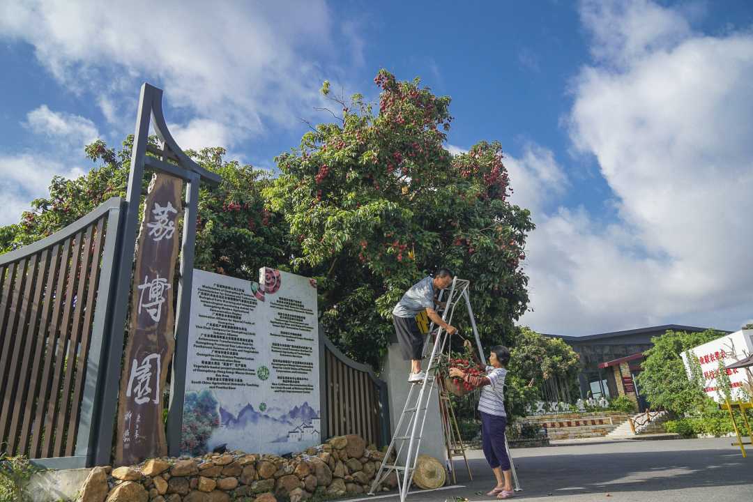 广州从化区：十项措施助荔从树上速递舌尖|广州市_新浪财经_新浪网