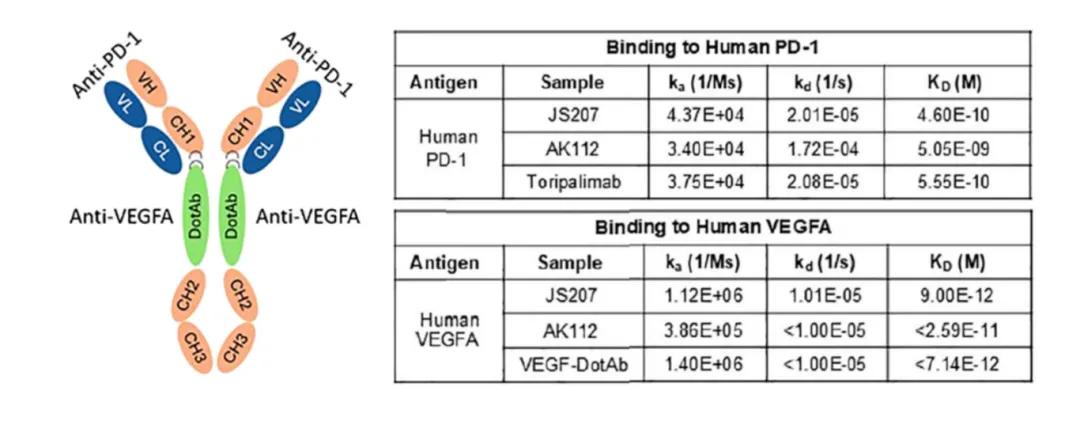 高亲和力，活性强劲！JS207（PD-1×VEGF双抗）临床前结果首次揭秘|肿瘤_新浪财经_新浪网