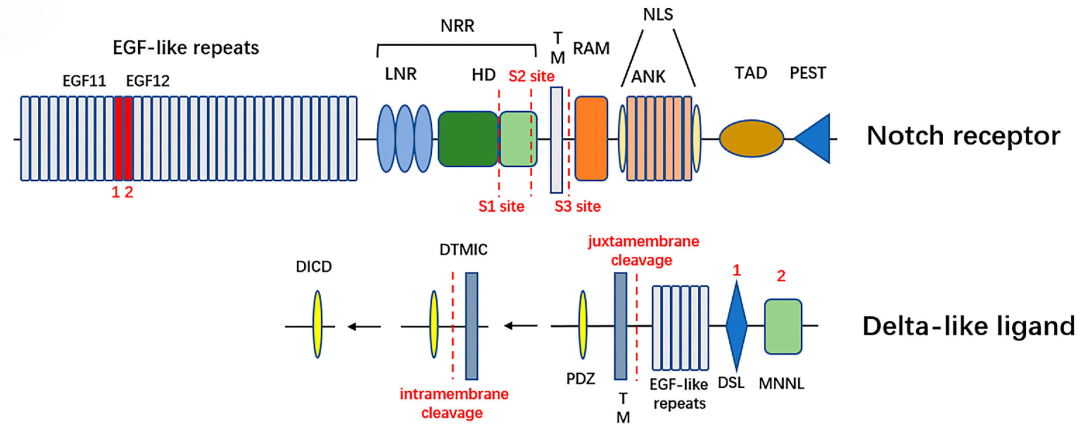靶点DLL3:从基础研究到临床转化的进展汇总|肿瘤_新浪财经_新浪网