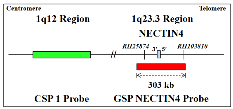 NECTIN-4伴随诊断｜破解ADC疗效的“膜”法密码|肿瘤_新浪财经_新浪网