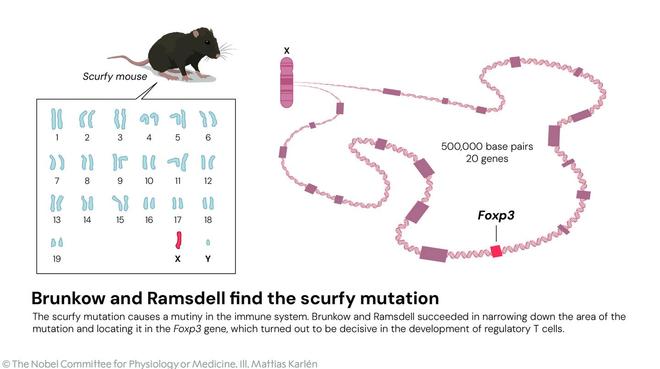 发现Foxp3基因与免疫疾病关联，三位科学家获诺贝尔医学奖|诺贝尔_新浪财经_新浪网