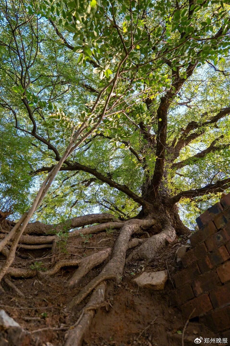 古树长歌 | 山中藏古树 800岁黄连木“材”貌双全|老宅_新浪财经_新浪网