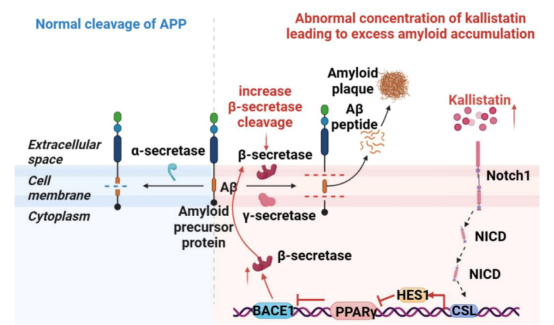Adv Sci/eLife | 中山大学高国全/杨霞/齐炜炜团队从代谢角度揭示阿尔兹海默症认知功能障碍的新调控分子|中山大学_新浪财经_新浪网