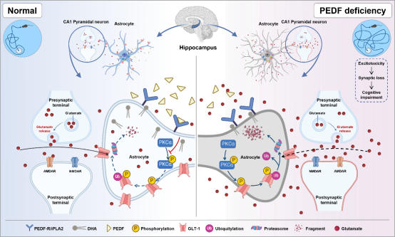 Adv Sci/eLife | 中山大学高国全/杨霞/齐炜炜团队从代谢角度揭示阿尔兹海默症认知功能障碍的新调控分子|中山大学_新浪财经_新浪网