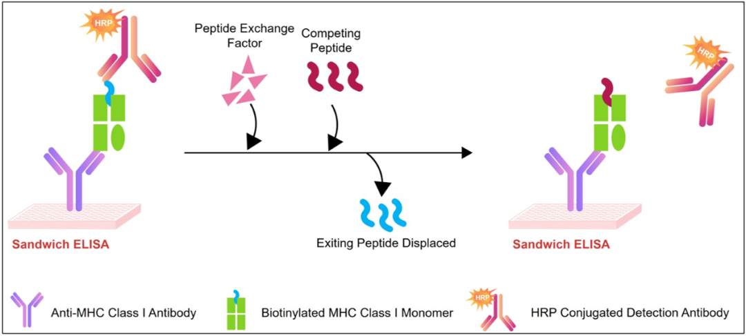 【新品速递】HLA-A*02:01多肽筛选ELISA试剂盒，赋能肿瘤免疫与新抗原筛选|多肽_新浪财经_新浪网