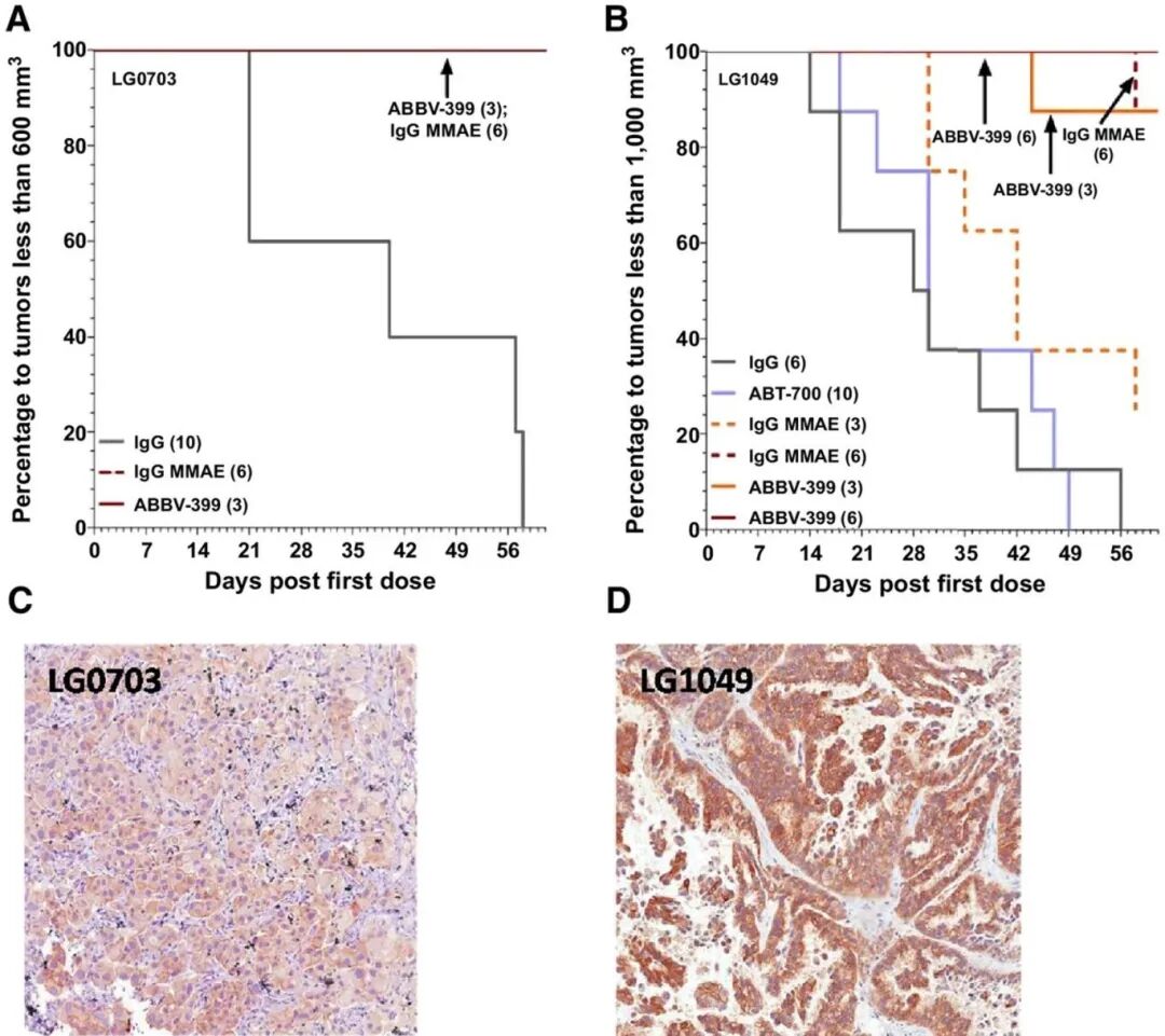 高性能C-MET IHC 抗体助力 C-MET 靶向 ADC药物开发|肿瘤_新浪财经_新浪网