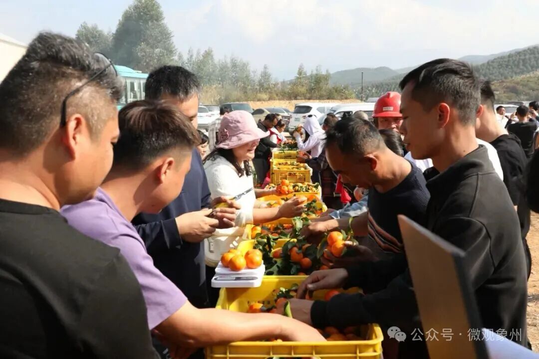 冬日柑甜蔗更香！桂中沃野上演“果王”“蔗王”争霸赛|桂中_新浪财经_新浪网