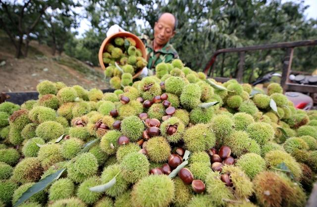 绿满秦岭 青山为证——陕西镇安“十四五”林业答卷_新浪财经_新浪网