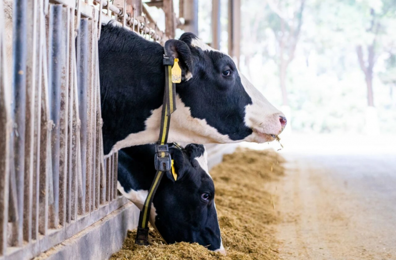 从“制造”到“智造”，光明乳业数字化转型擘画食品安全新范式|光明乳业|转型_新浪科技_新浪网