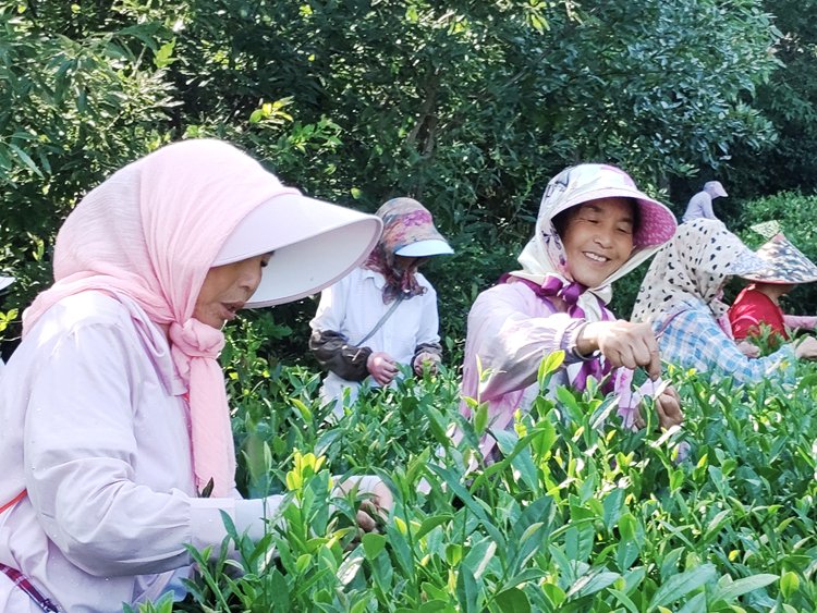 江苏连云港：云台林间好“丰”景|云台山_新浪财经_新浪网