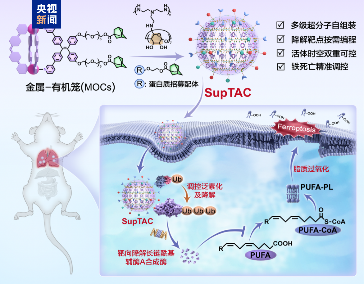 最新研究为蛋白质稳态调控与疾病治疗开辟新路径|化学_新浪财经_新浪网