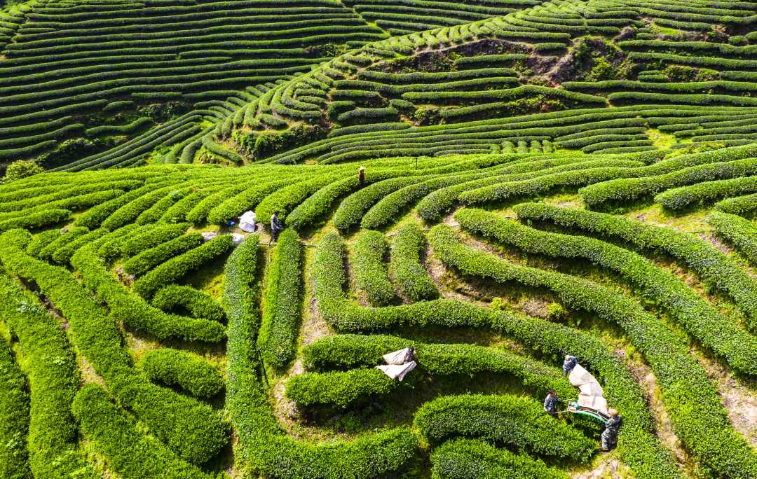 江西资溪：采茶忙|绿茶_新浪财经_新浪网