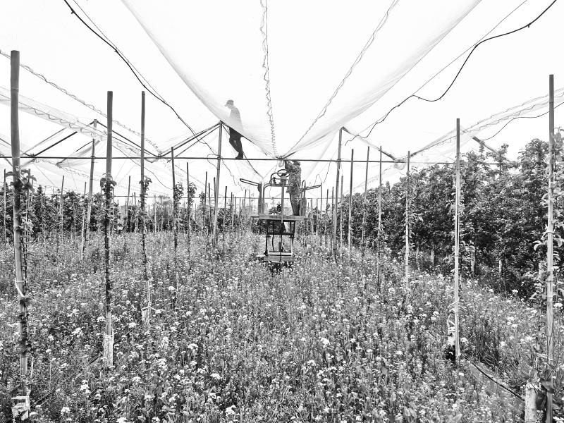 织起空中防护网 苹果丰收有保障|苹果_新浪财经_新浪网