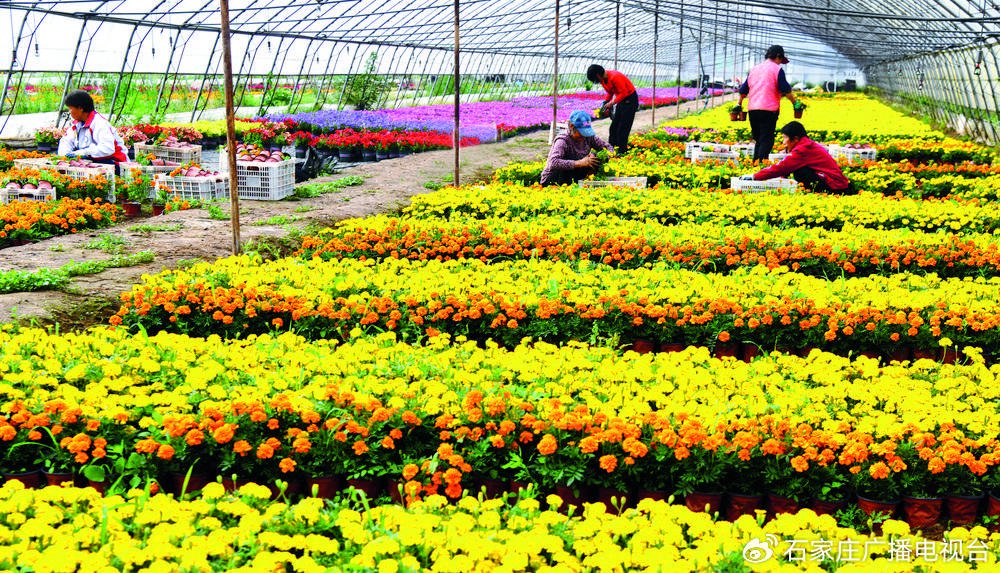 一花兴产业 一业富一方 石家庄市栾城区花卉基地绽放“美丽经济”|石家庄市_新浪财经_新浪网